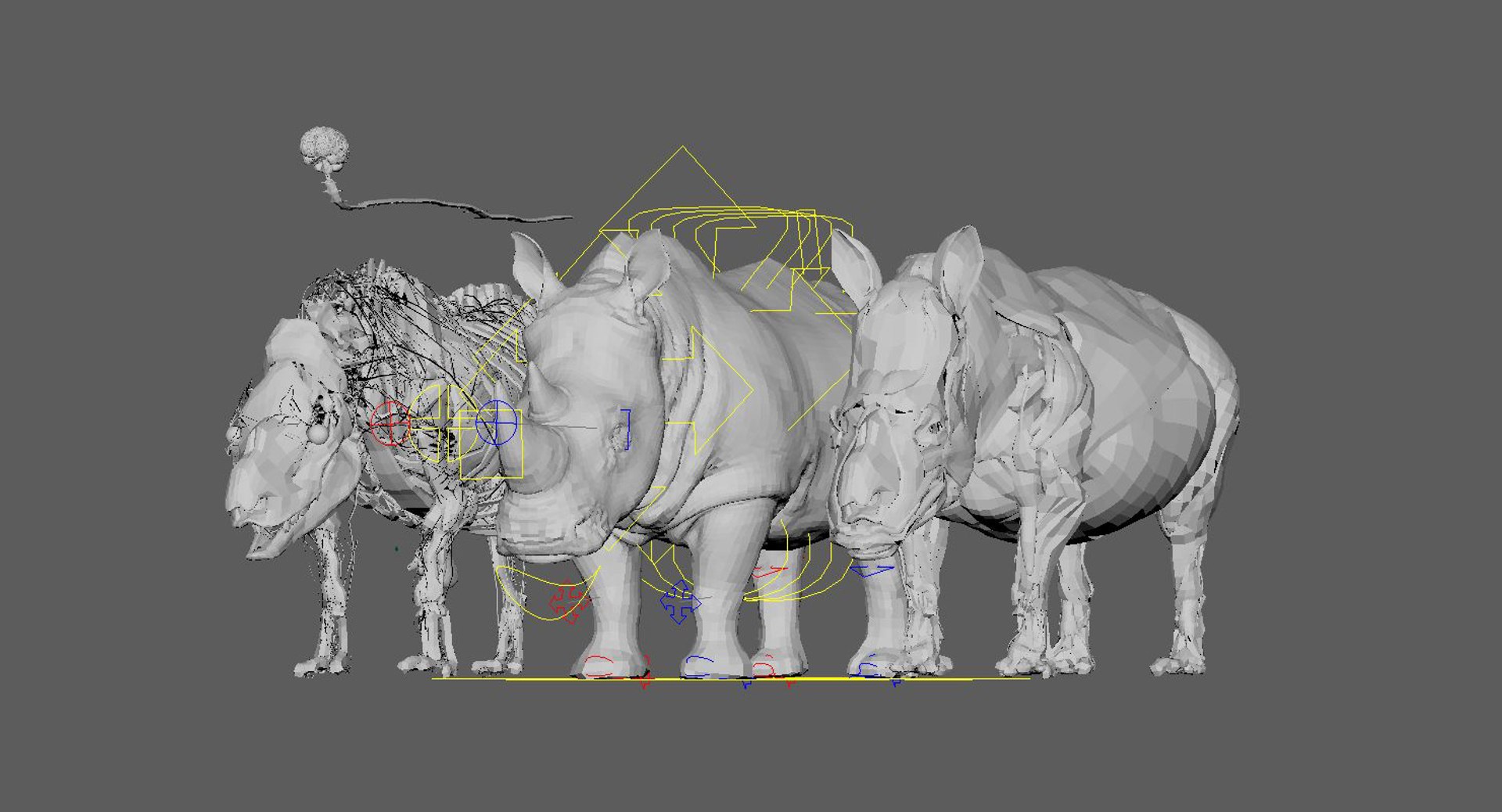 Rhino Anatomy Model - TurboSquid 1386949