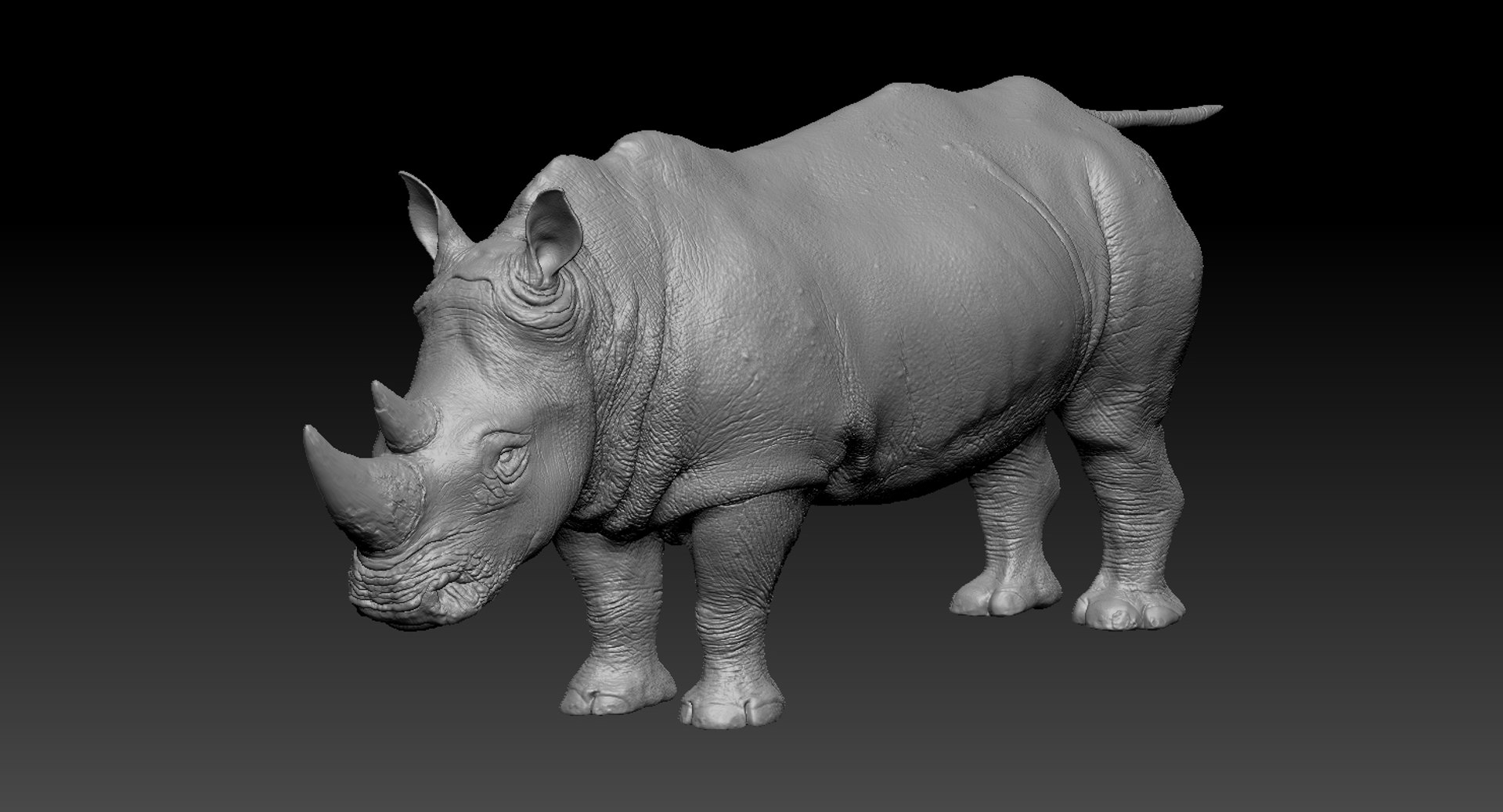 Rhino Anatomy Model - TurboSquid 1386949