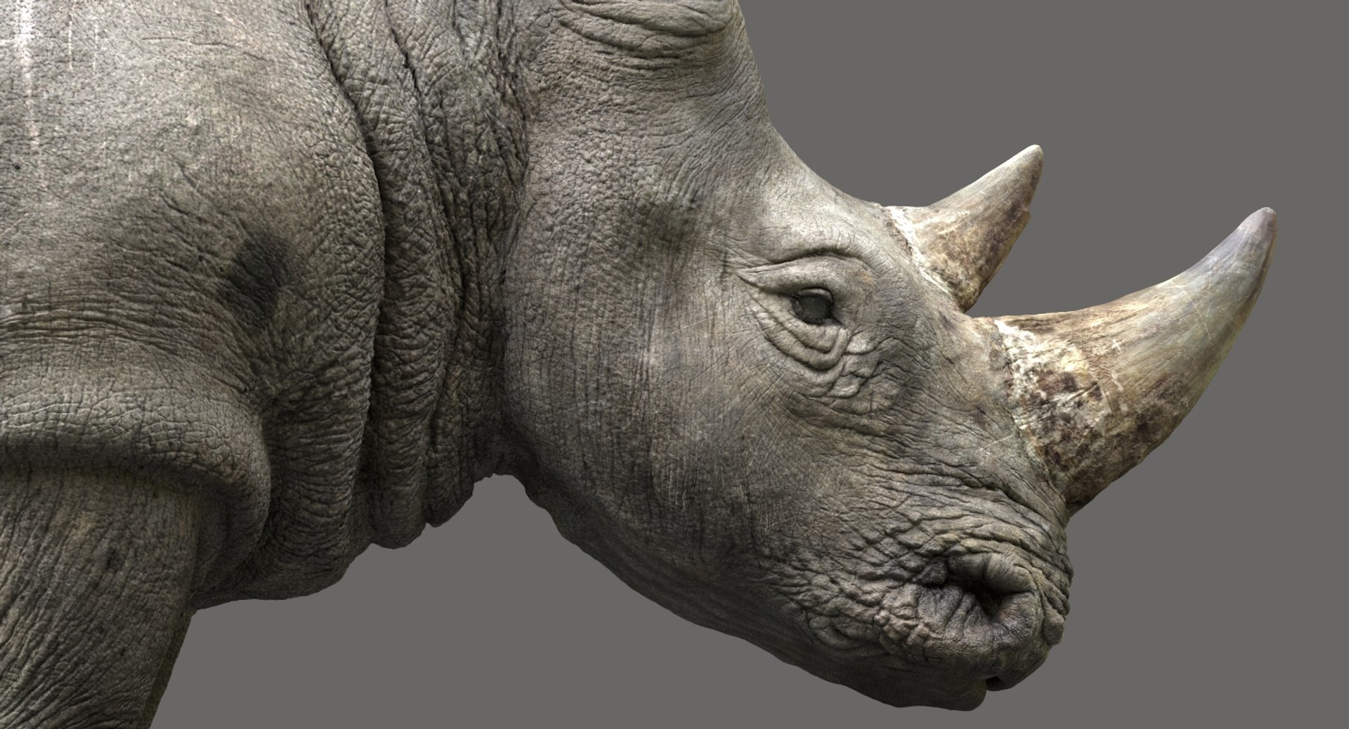 Rhino anatomy model - TurboSquid 1386949