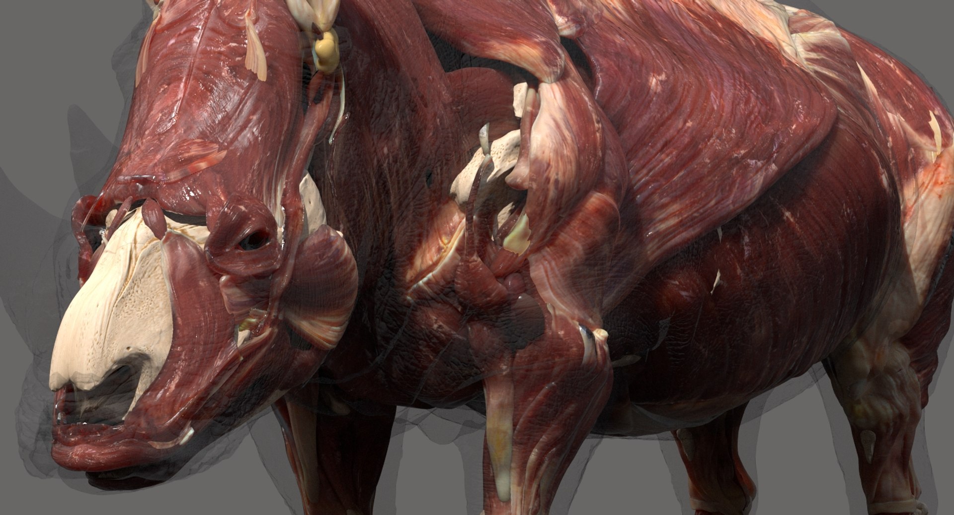 Rhino anatomy model - TurboSquid 1386949