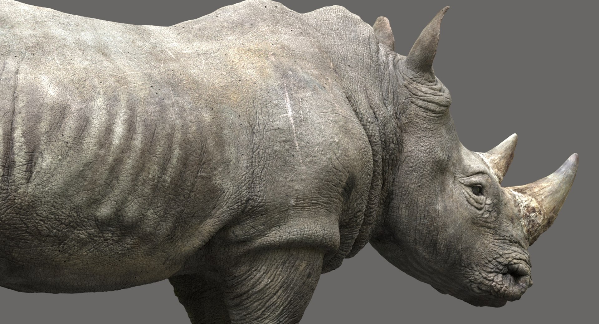 Rhino anatomy model - TurboSquid 1386949