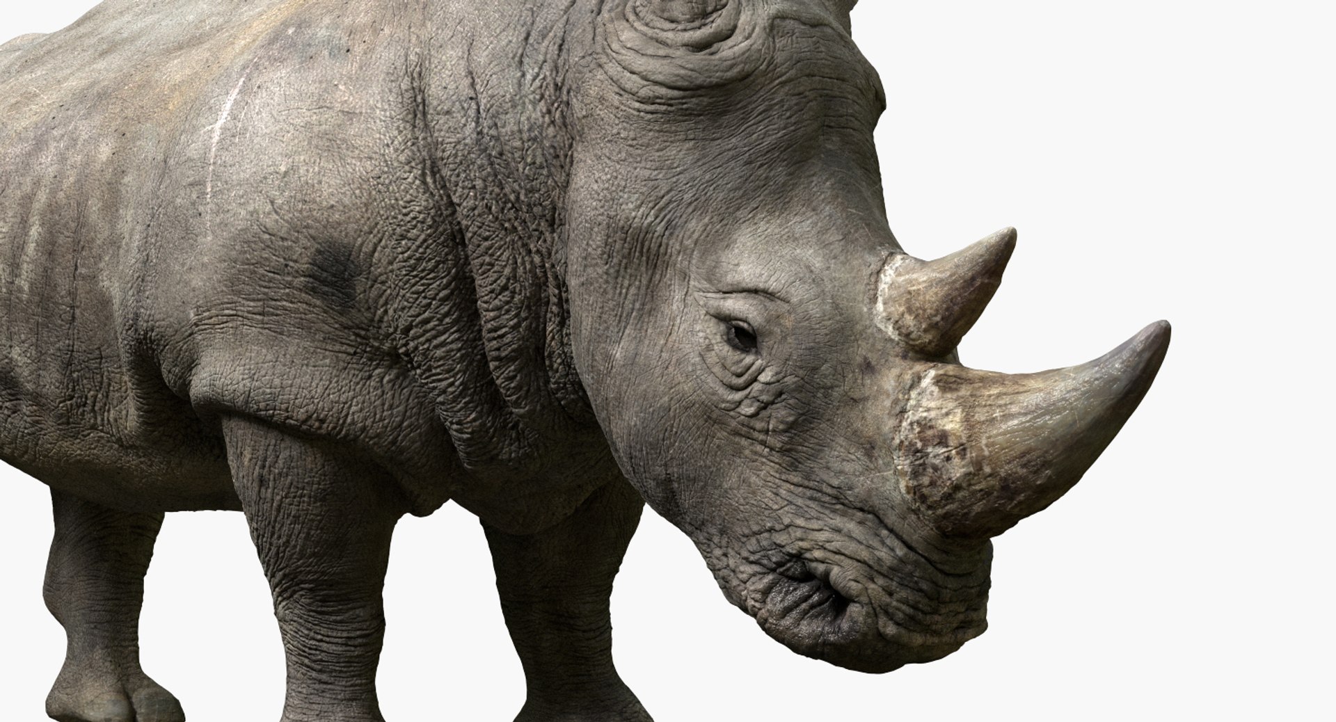 Rhino Anatomy Model - TurboSquid 1386949