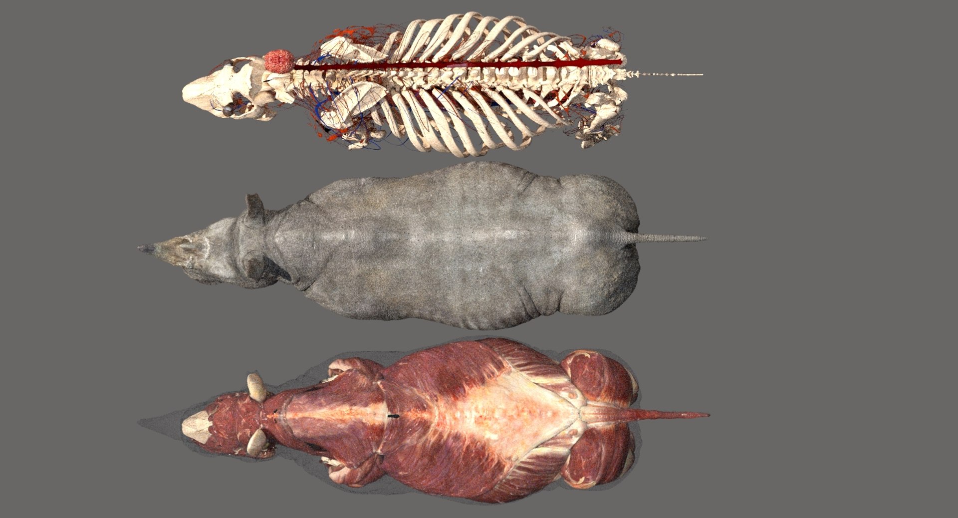 Rhino anatomy model - TurboSquid 1386949
