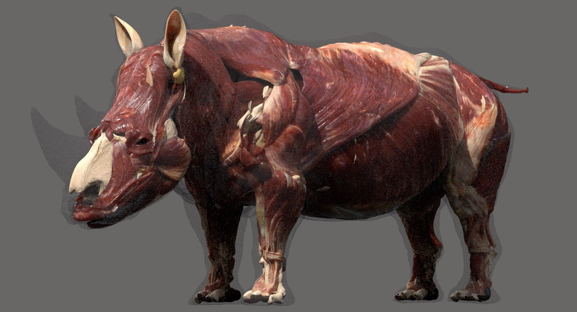 Rhino anatomy model - TurboSquid 1386949