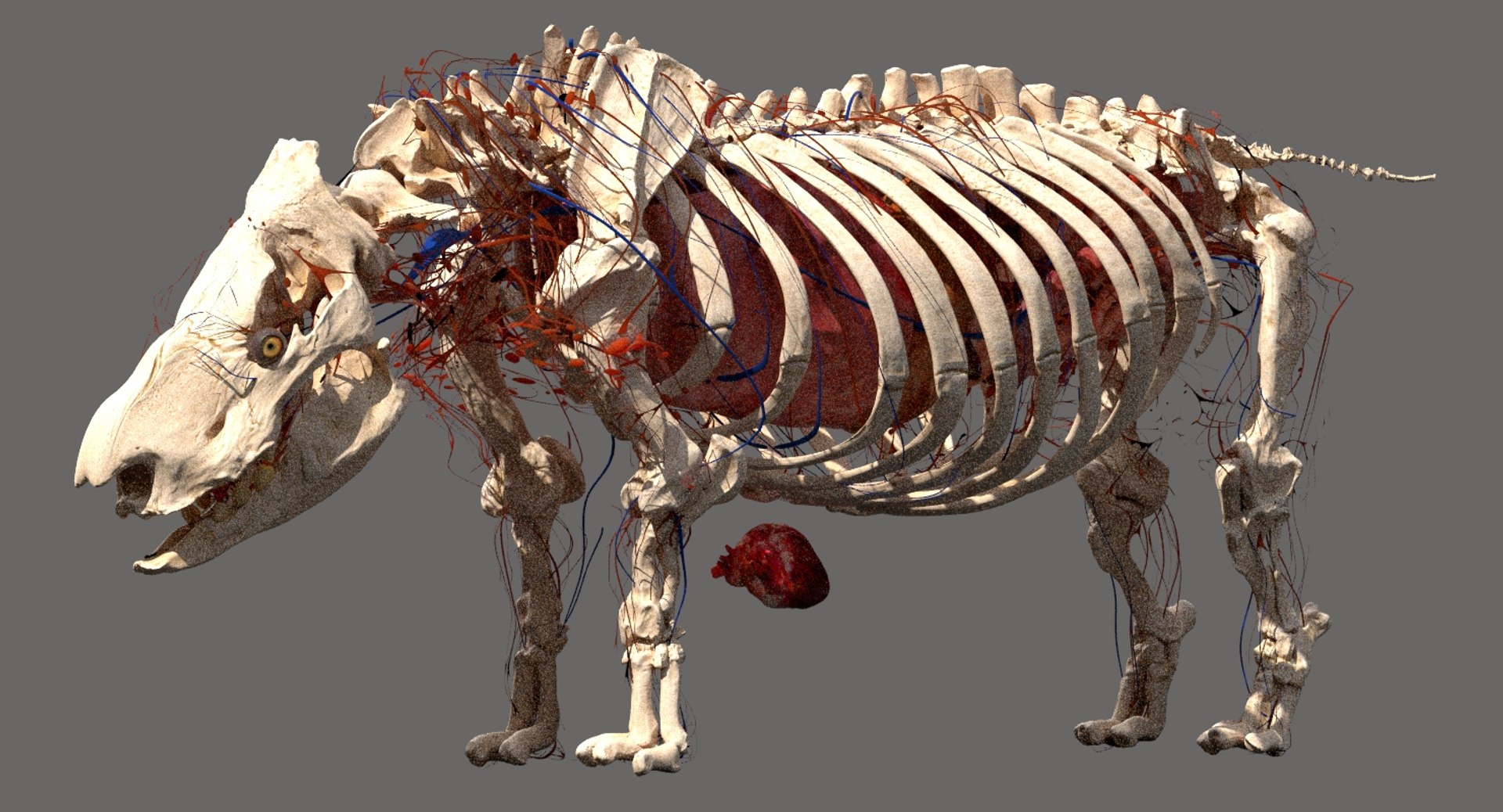 Rhino anatomy model - TurboSquid 1386949