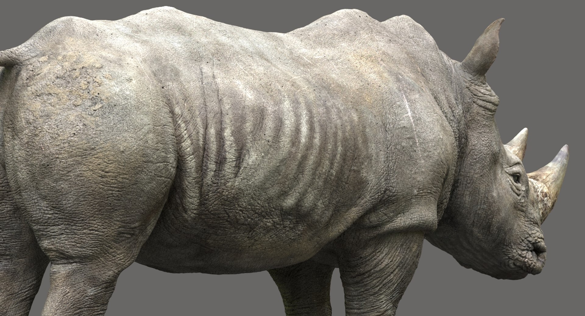Rhino anatomy model - TurboSquid 1386949