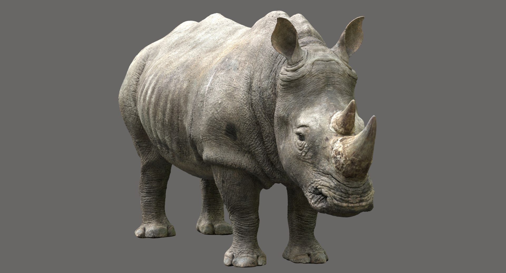 Rhino anatomy model - TurboSquid 1386949
