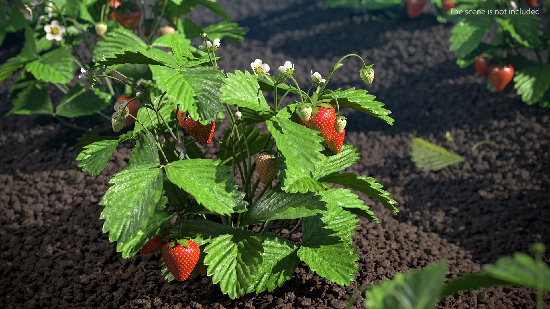 3D Bush Strawberry Plant Fruits - TurboSquid 1623295