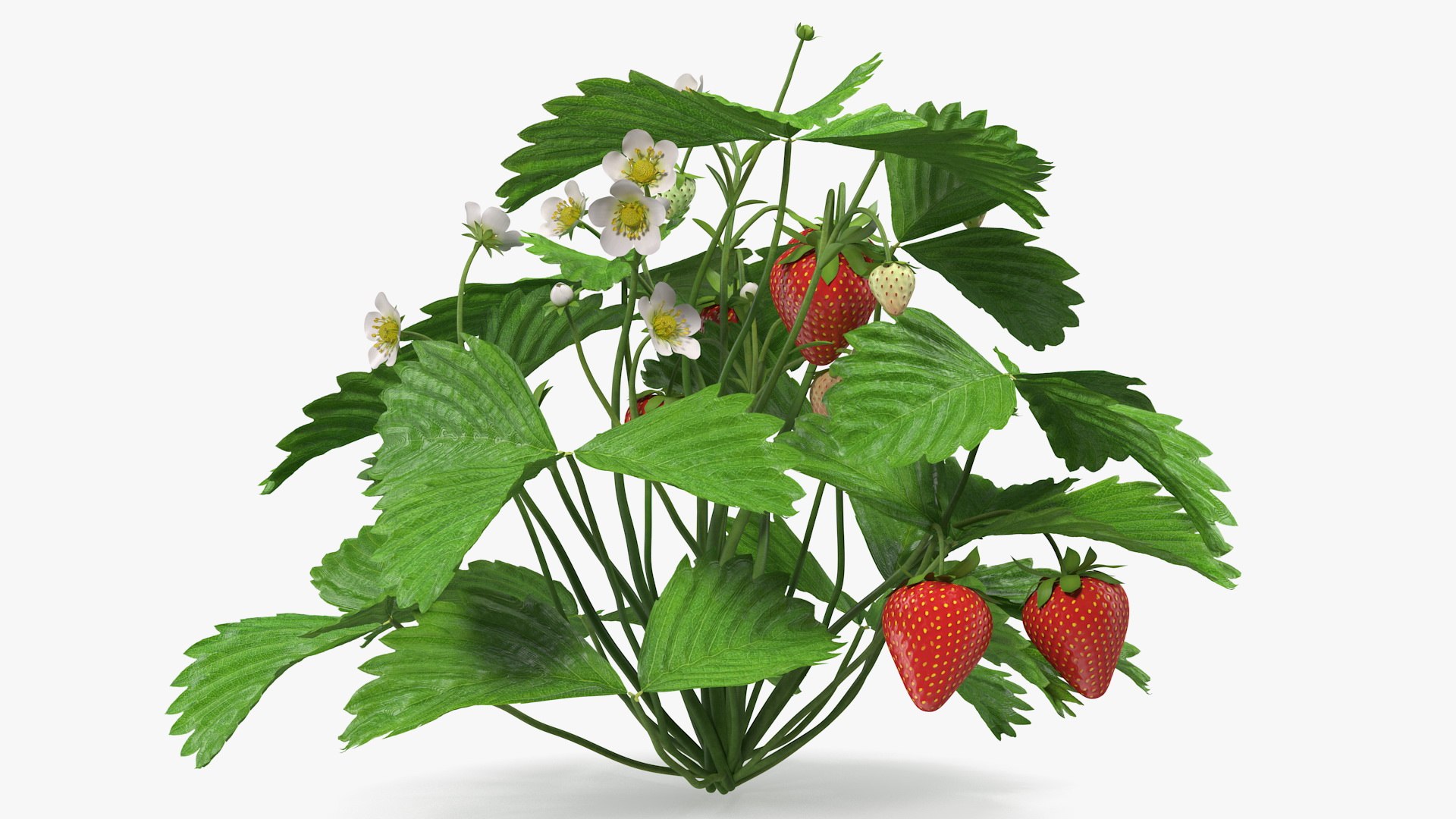 3D Bush Strawberry Plant Fruits - TurboSquid 1623295