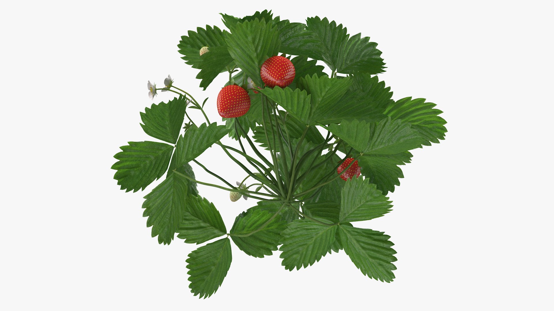 3D Bush Strawberry Plant Fruits - TurboSquid 1623295
