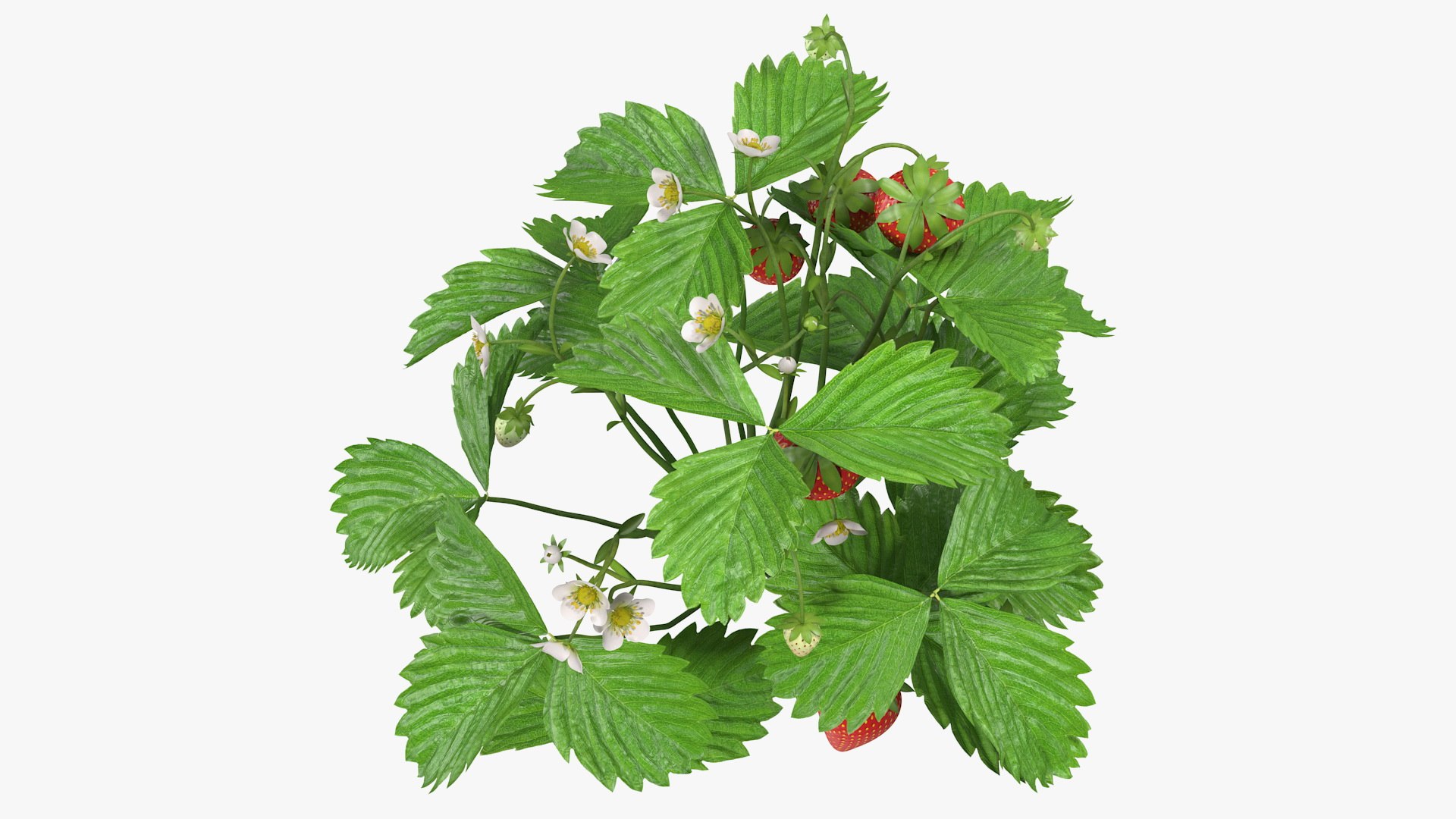 3D Bush Strawberry Plant Fruits - TurboSquid 1623295