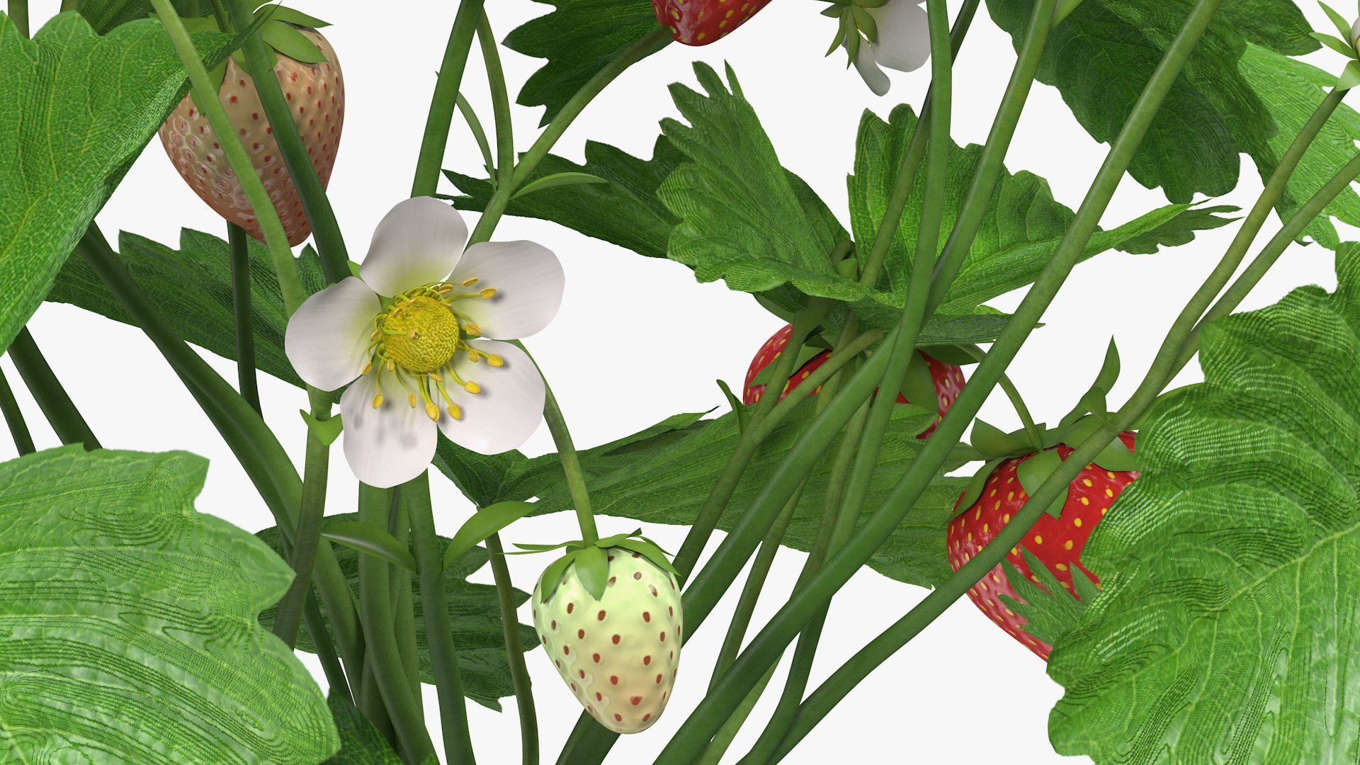 3D Bush Strawberry Plant Fruits - TurboSquid 1623295