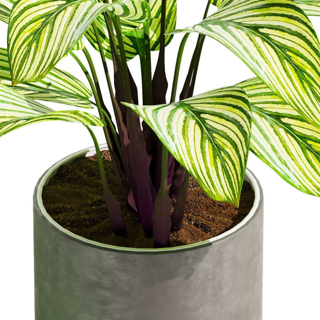 3D Model Collection Plant Vol 458 - Indoor - Calathea - Leaf - Pot ...