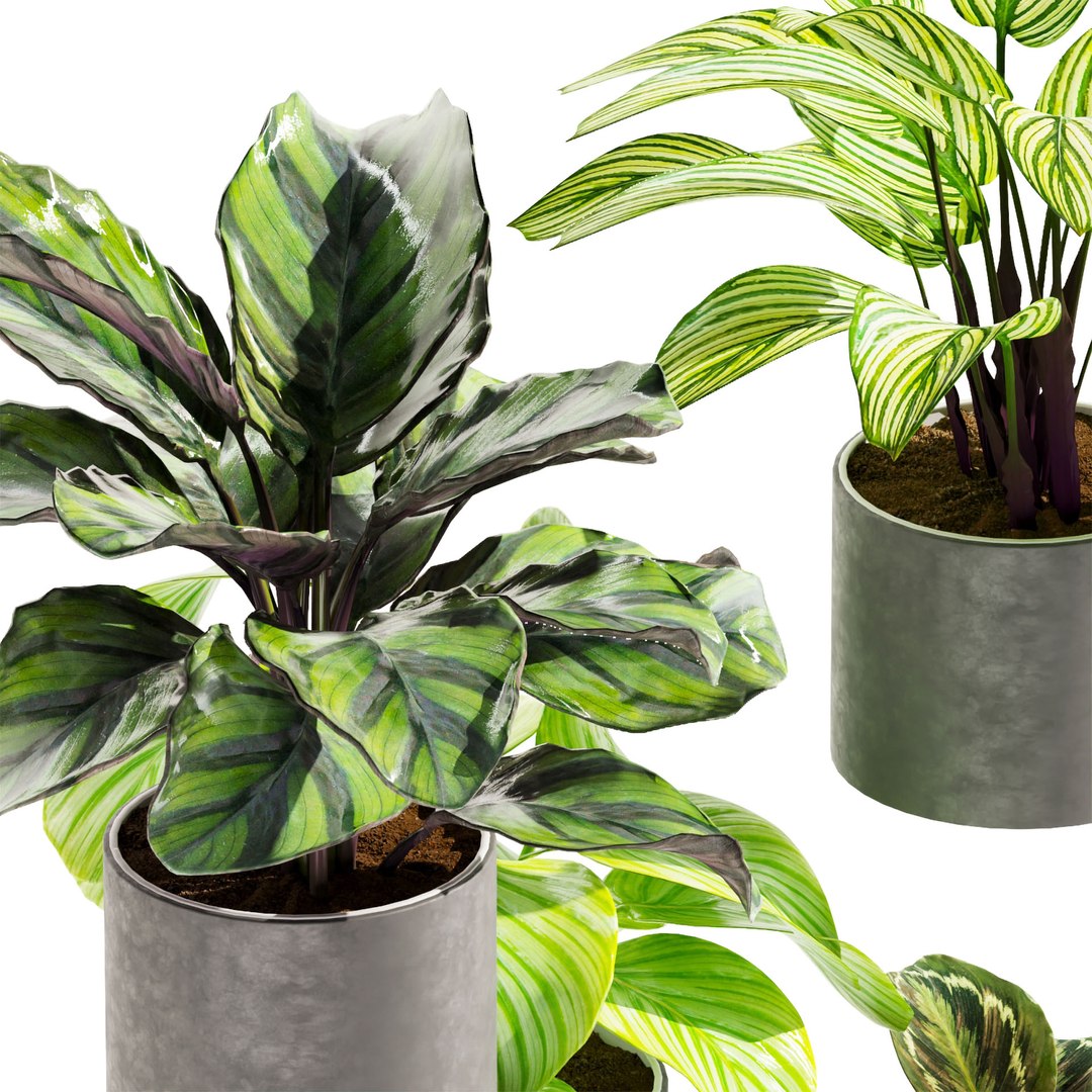 3D Model Collection Plant Vol 458 - Indoor - Calathea - Leaf - Pot ...
