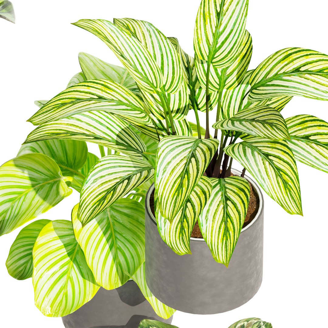3D Model Collection Plant Vol 458 - Indoor - Calathea - Leaf - Pot ...