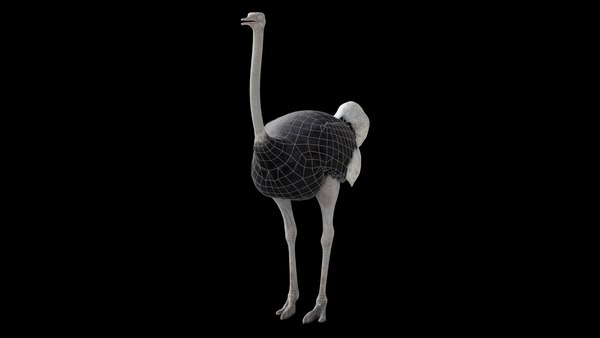 Ostrich Camel Bird 3D model - TurboSquid 1958096