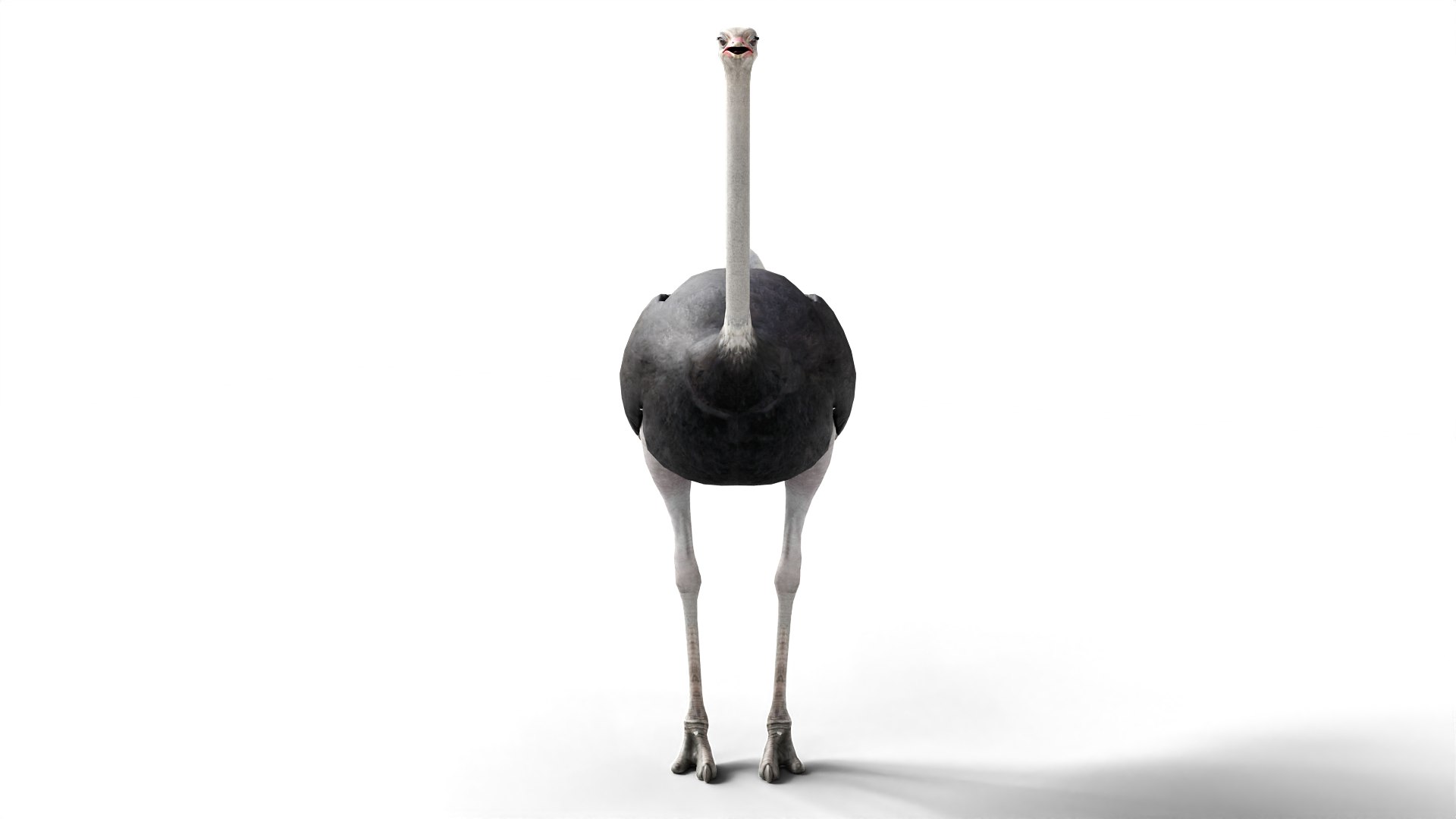 Ostrich Camel Bird 3D Model - TurboSquid 1958096