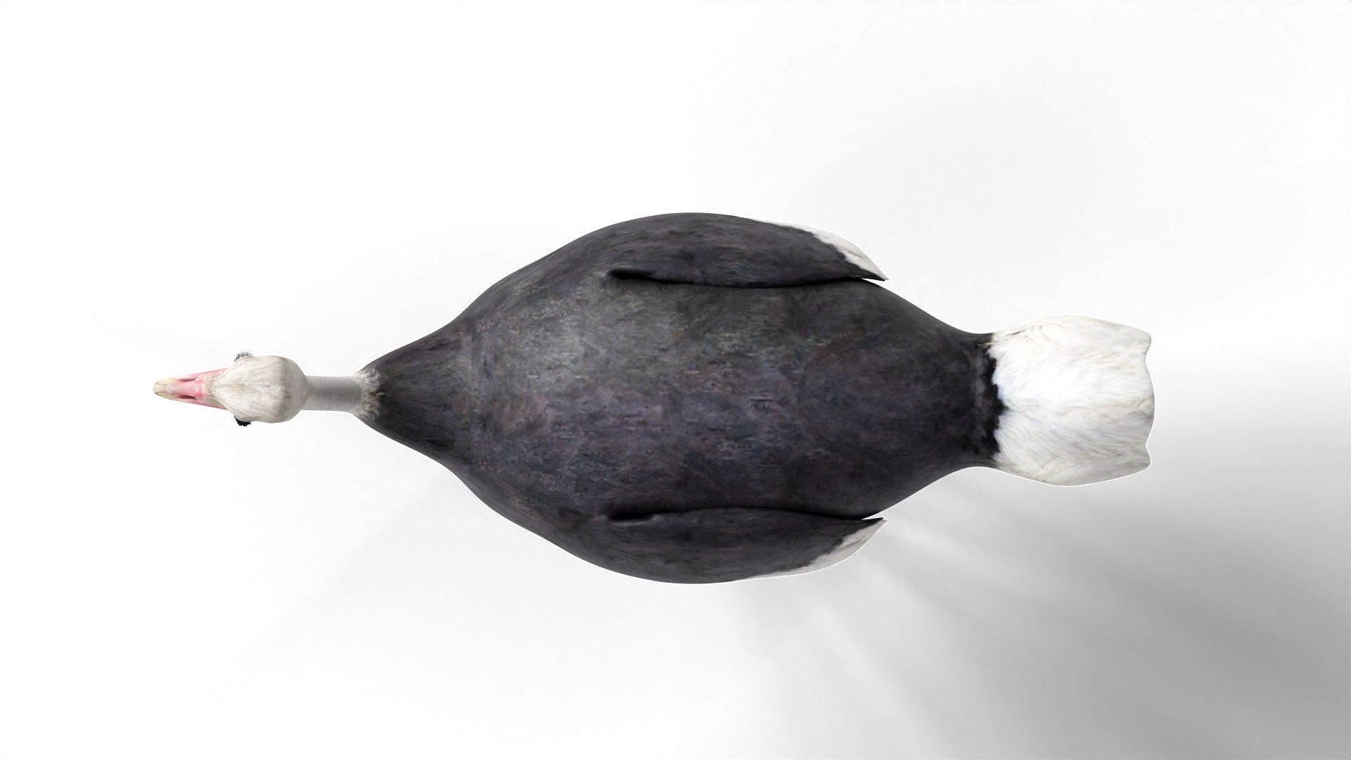 Ostrich Camel Bird 3D Model - TurboSquid 1958096