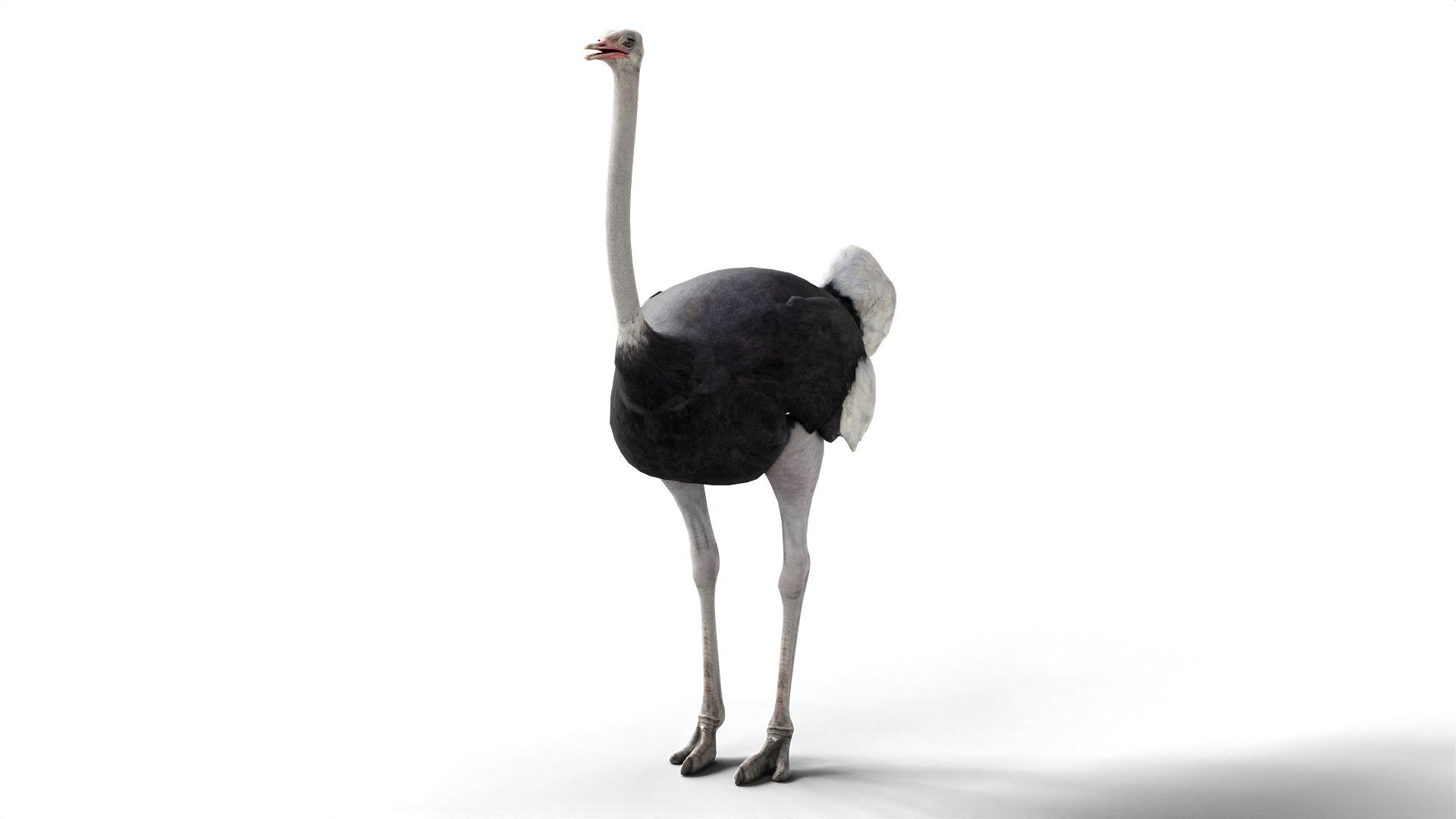 Ostrich Camel Bird 3D Model - TurboSquid 1958096