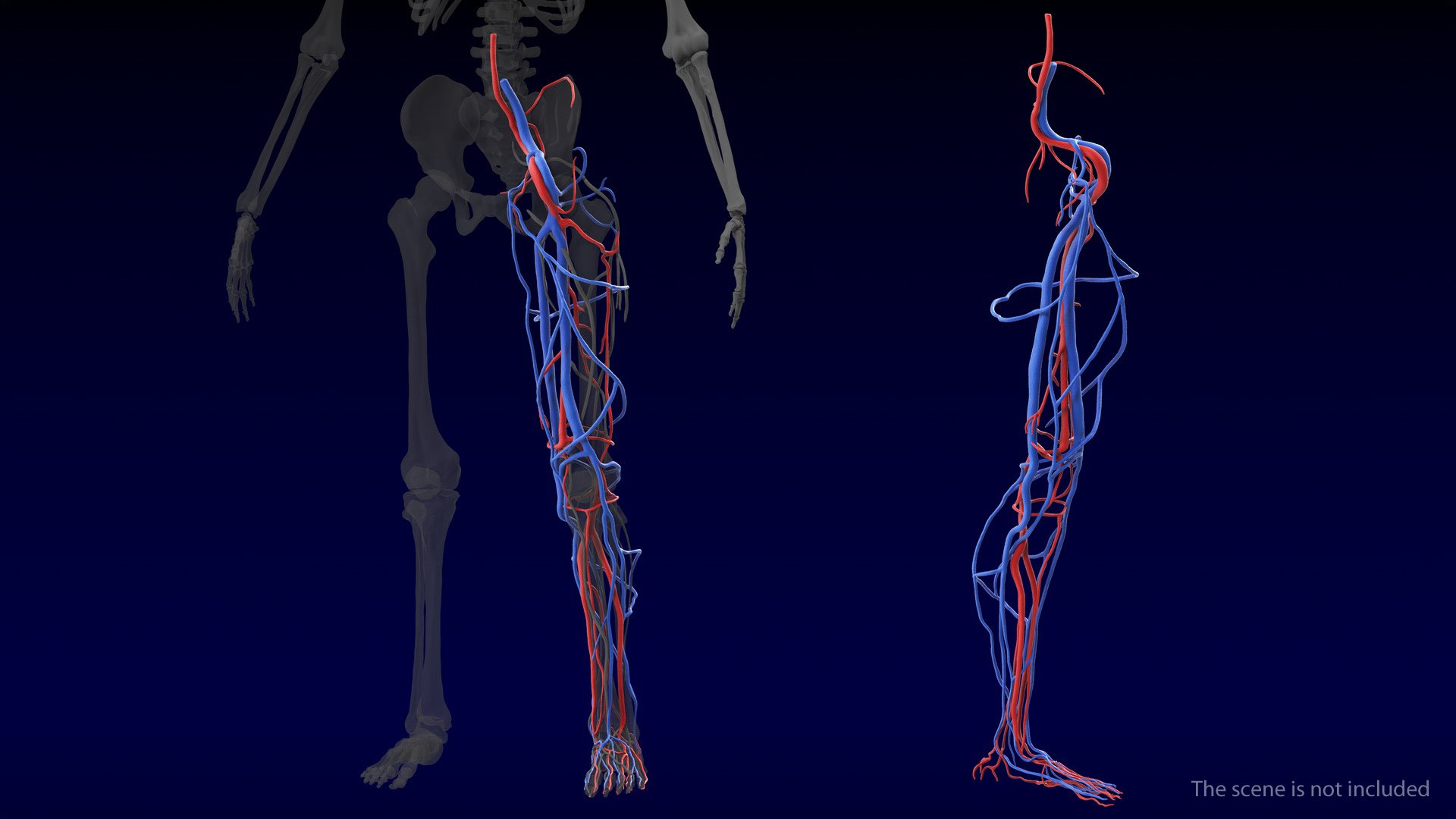 Human leg cardiovascular vascular model - TurboSquid 1459121