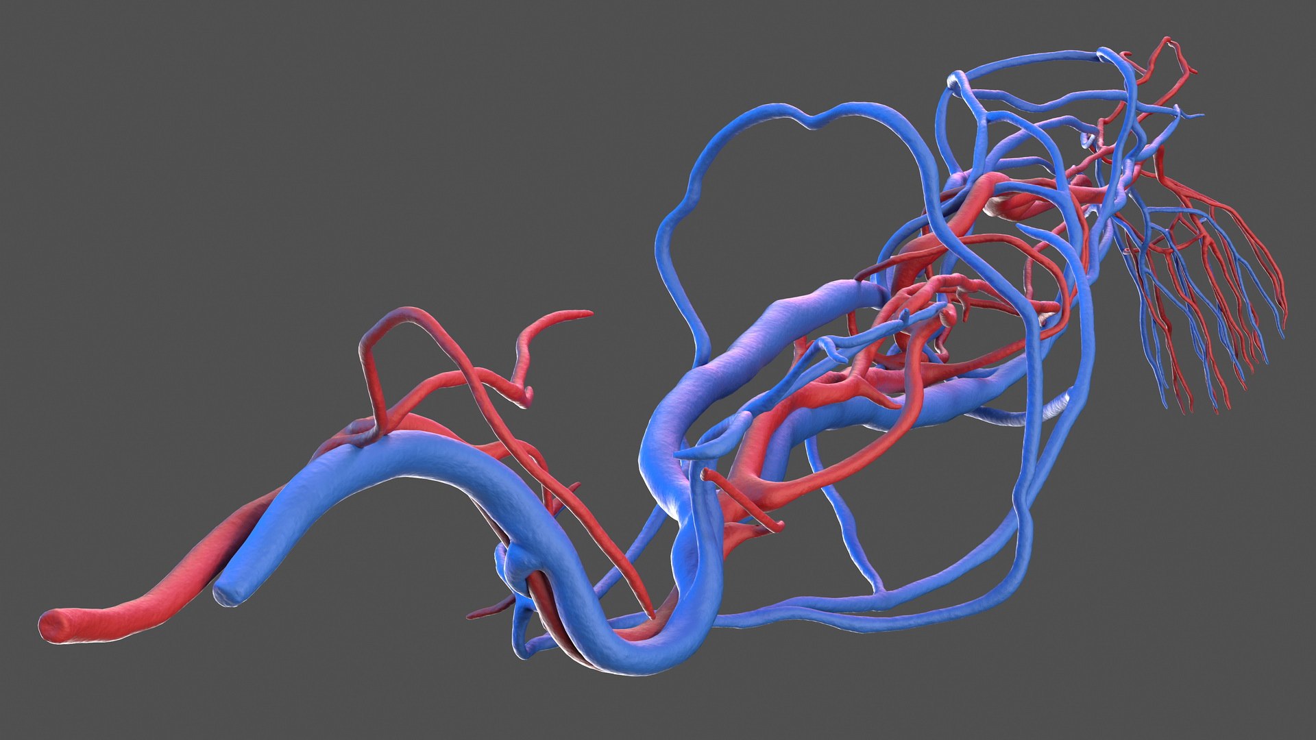Human leg cardiovascular vascular model - TurboSquid 1459121