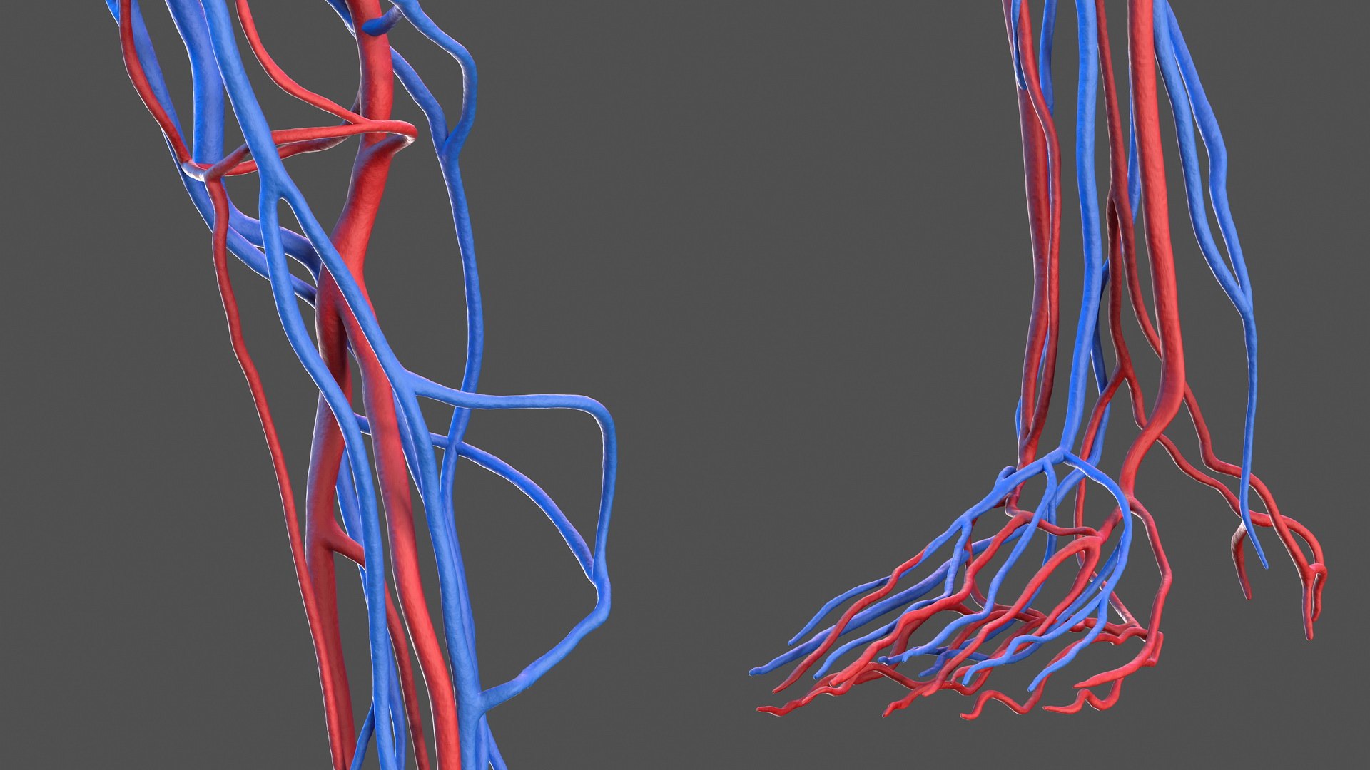 Human leg cardiovascular vascular model - TurboSquid 1459121