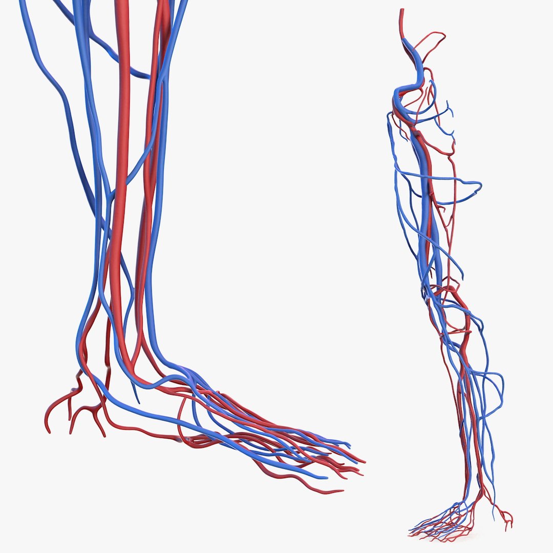 Human leg cardiovascular vascular model - TurboSquid 1459121