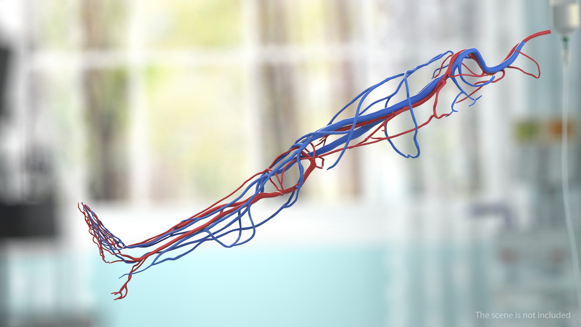 Human leg cardiovascular vascular model - TurboSquid 1459121