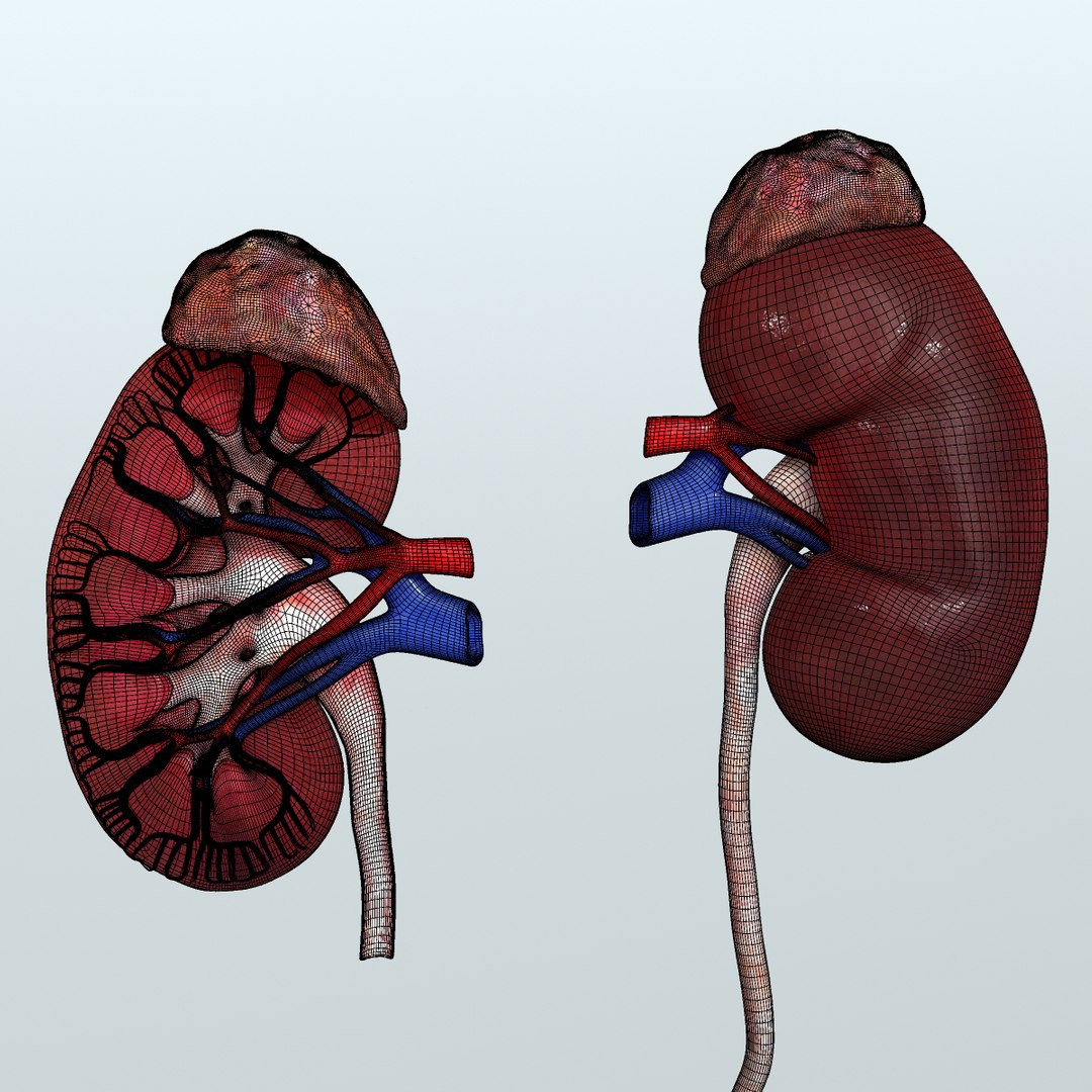 Maya Realistic Human Urinary