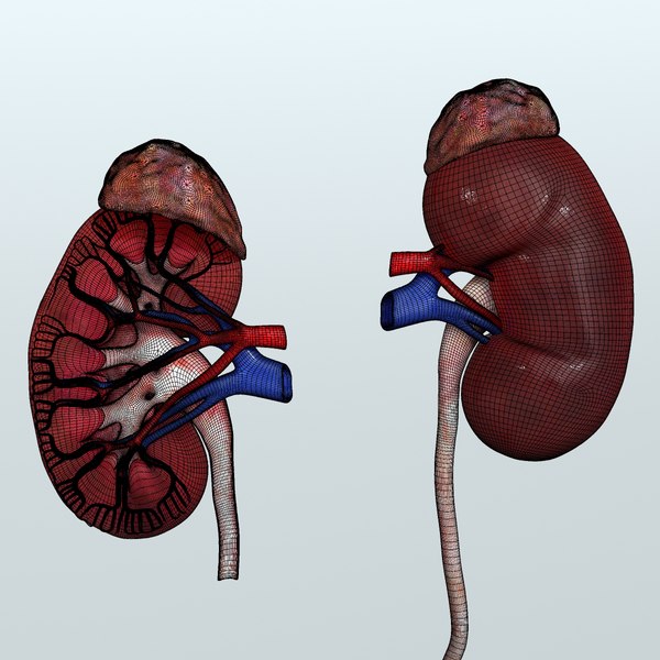 maya realistic human urinary