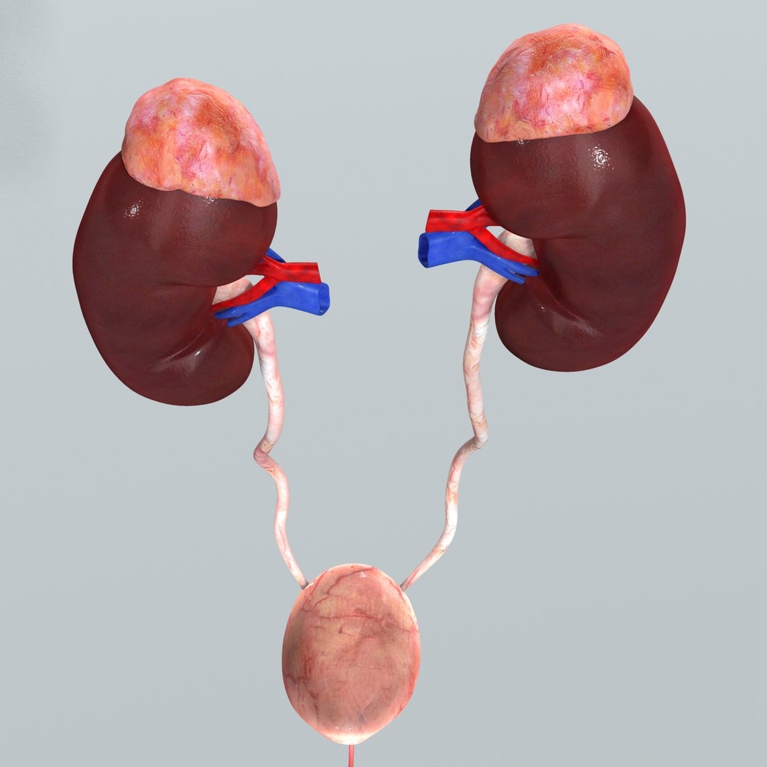 Maya Realistic Human Urinary