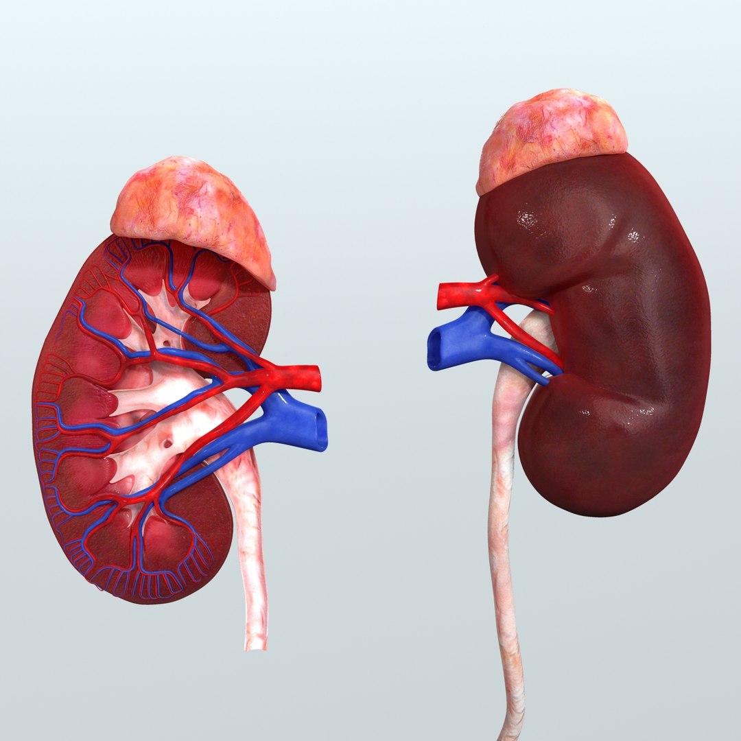 Maya Realistic Human Urinary