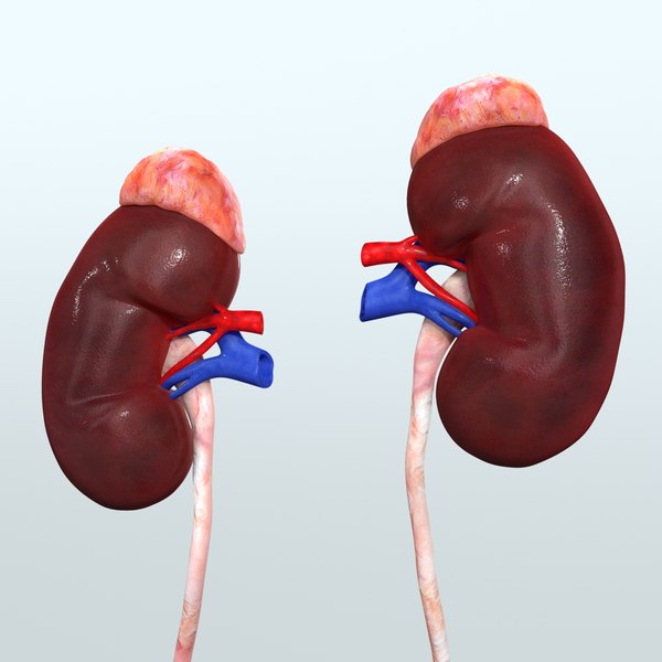 maya realistic human urinary