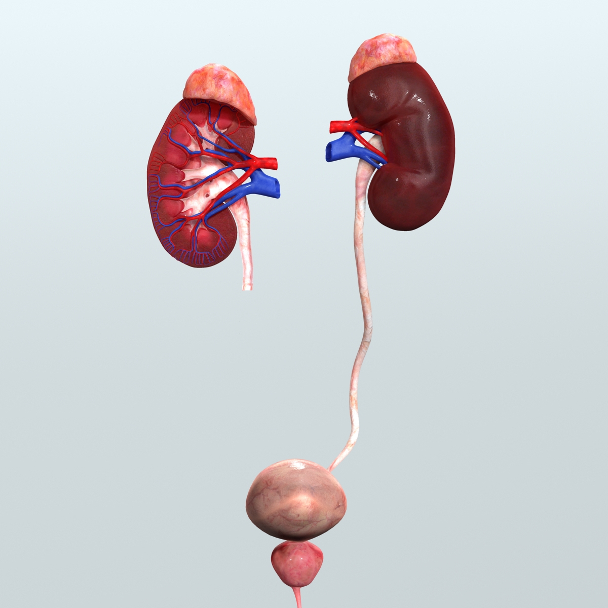 maya realistic human urinary