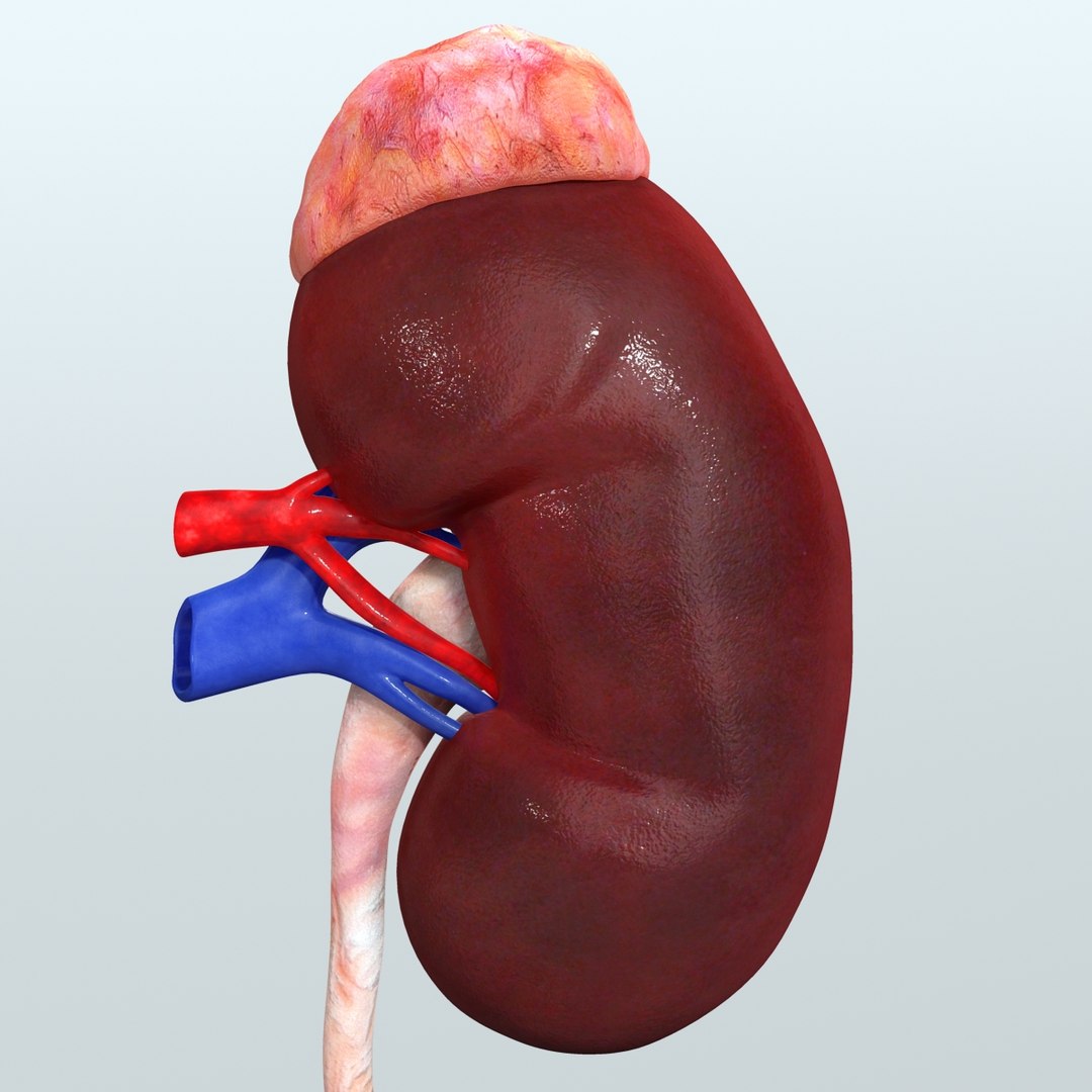 Maya Realistic Human Urinary