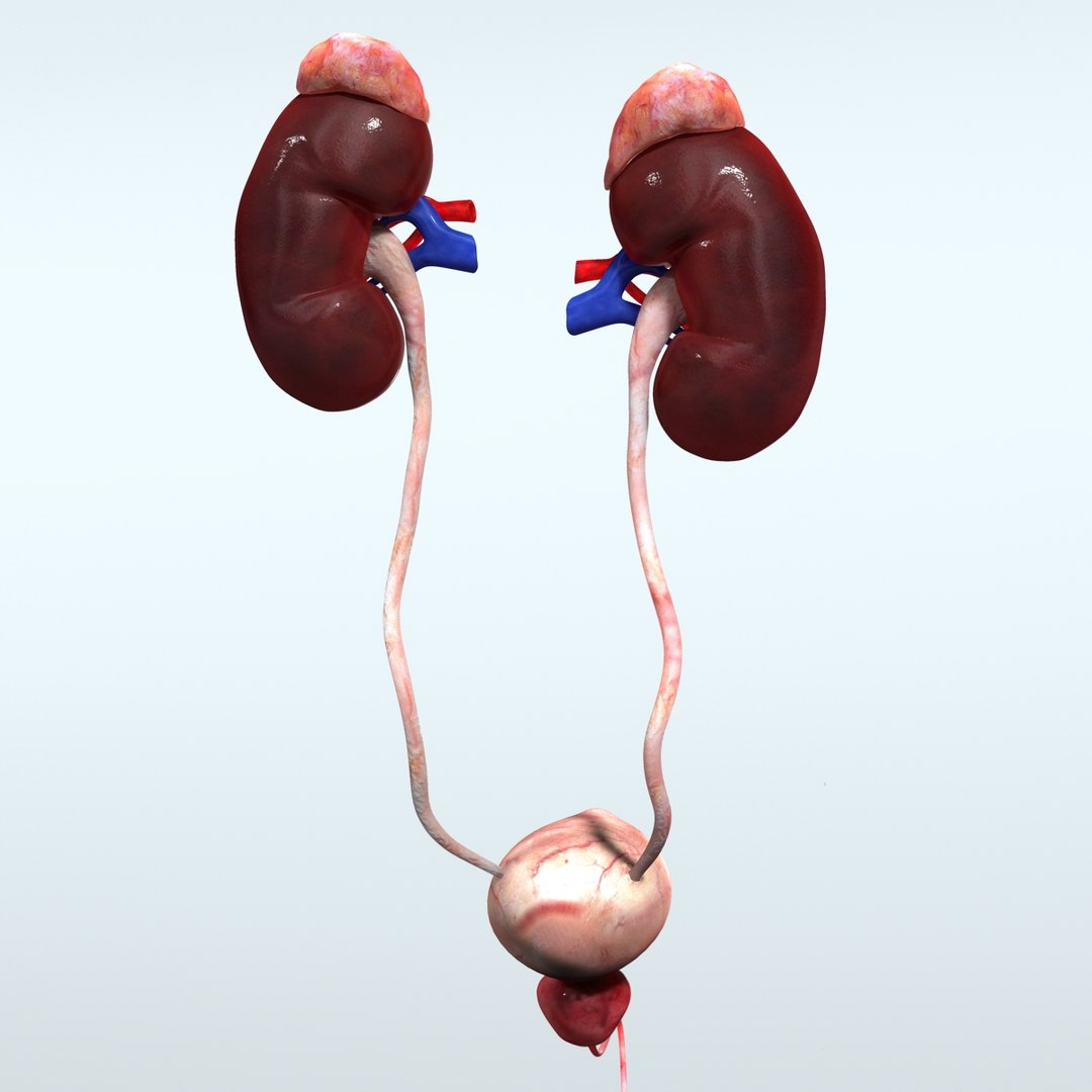 Maya Realistic Human Urinary