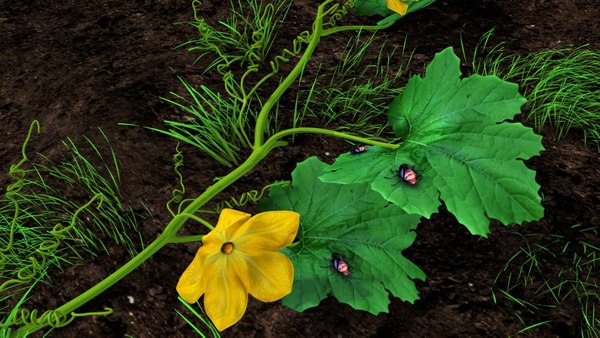 Mirids flower 3D model - TurboSquid 1261151