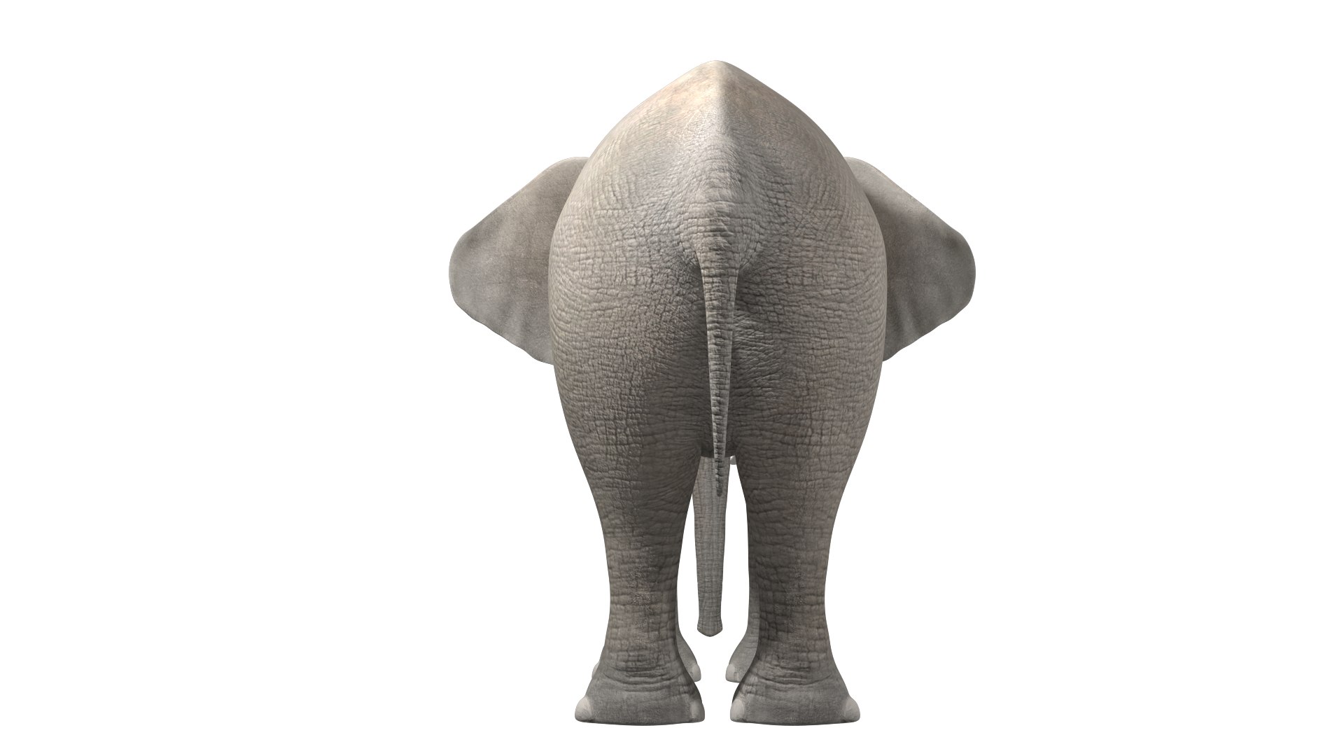 Elephant Model - TurboSquid 1846073