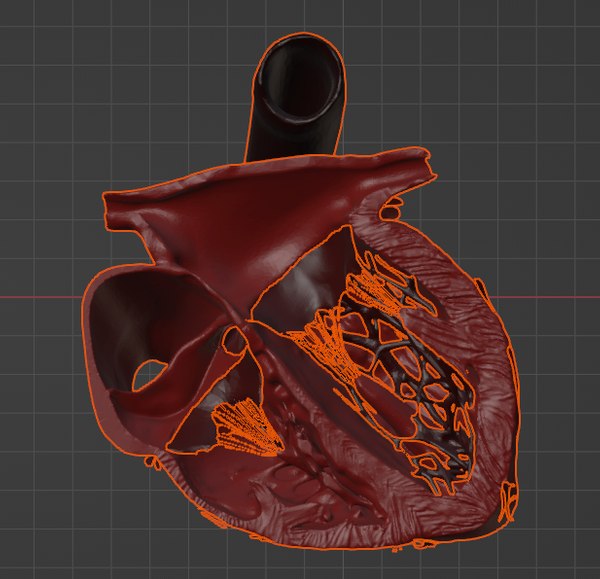 modelo 3d 3D Model of Heart Chambers - Apical View - TurboSquid 2076570