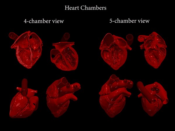 modelo 3d 3D Model of Heart Chambers - Apical View - TurboSquid 2076570