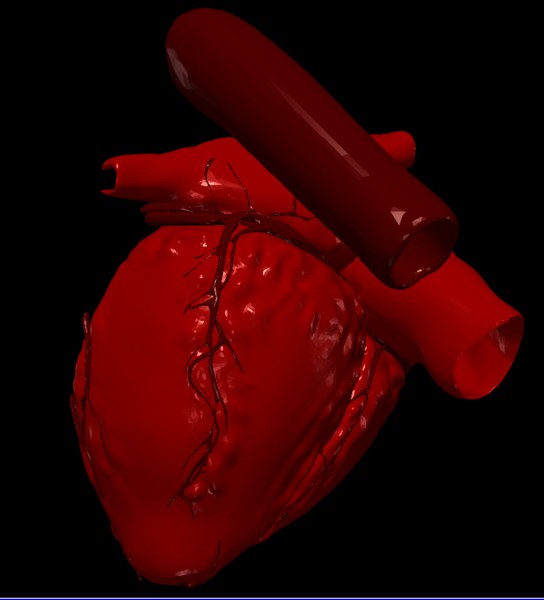 modelo 3d 3D Model of Heart Chambers - Apical View - TurboSquid 2076570