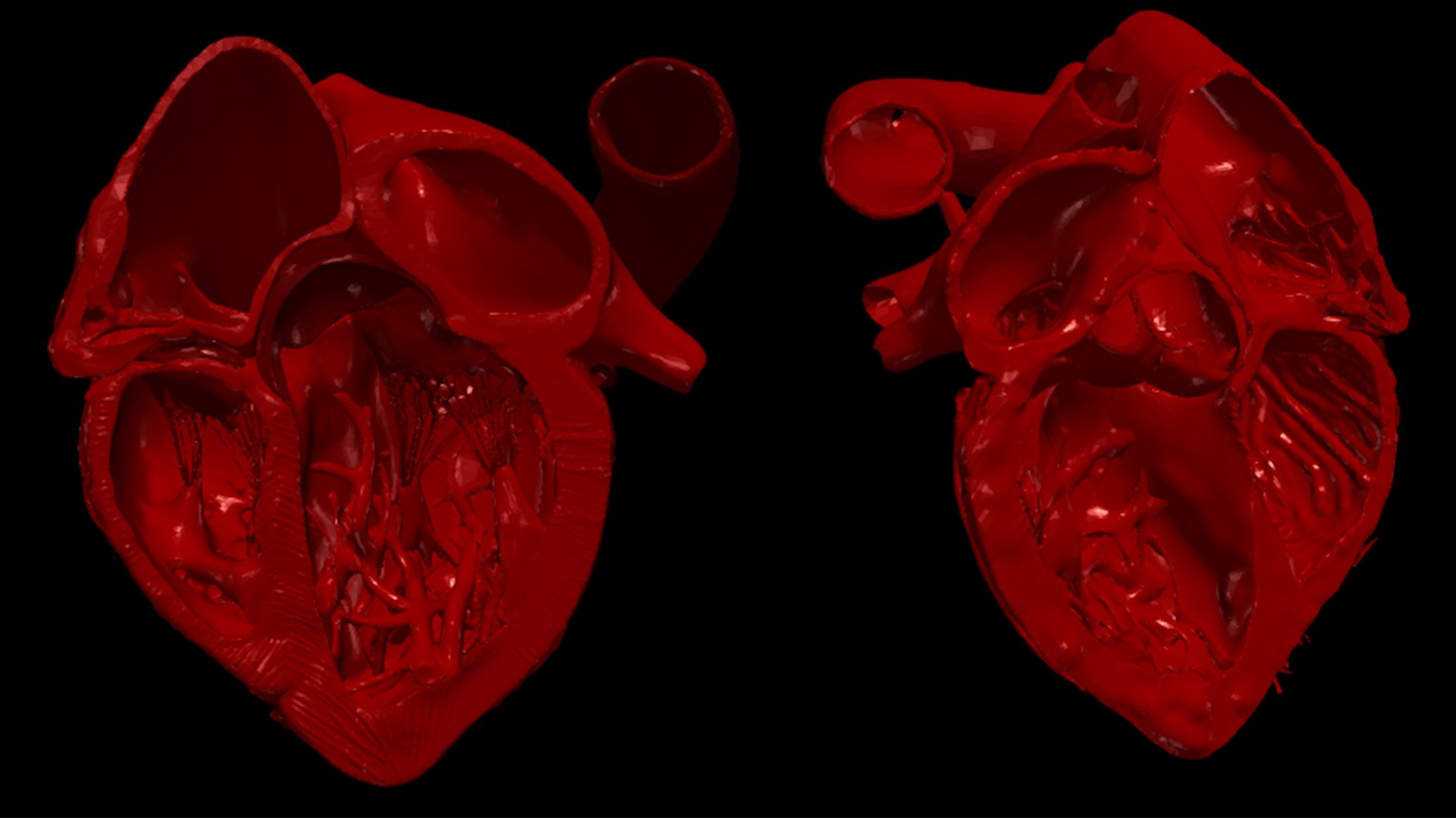 3D 3D Model of Heart Chambers - Apical View model - TurboSquid 2076570