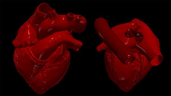 modelo 3d 3D Model of Heart Chambers - Apical View - TurboSquid 2076570