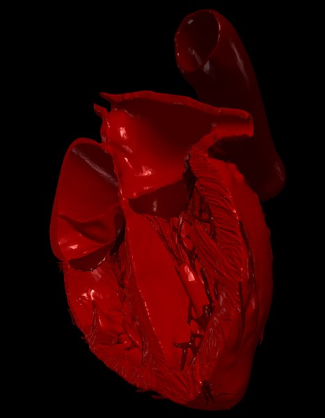 modelo 3d 3D Model of Heart Chambers - Apical View - TurboSquid 2076570