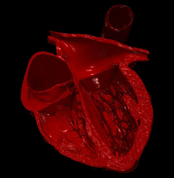 modelo 3d 3D Model of Heart Chambers - Apical View - TurboSquid 2076570