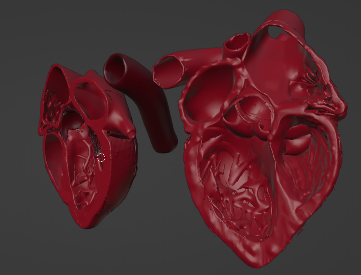 3D 3D Model Of Heart Chambers - Apical View Model - TurboSquid 2076570