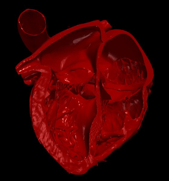 modelo 3d 3D Model of Heart Chambers - Apical View - TurboSquid 2076570