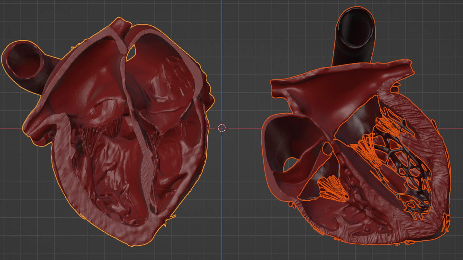 3D 3D Model of Heart Chambers - Apical View model - TurboSquid 2076570