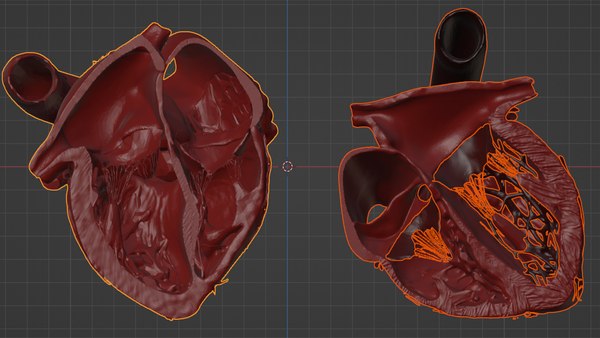 modelo 3d 3D Model of Heart Chambers - Apical View - TurboSquid 2076570