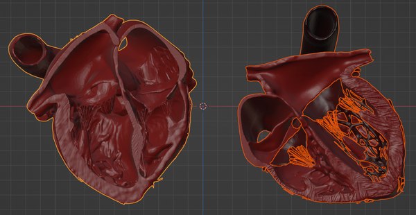 modelo 3d 3D Model of Heart Chambers - Apical View - TurboSquid 2076570